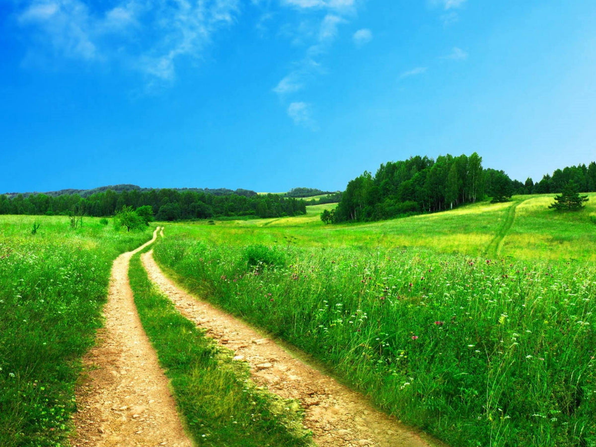 Barratt Jelly Spogs – Aniseed Flavoured Jelly Buttons (250g / 500g)